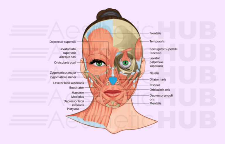 Why Facial Anatomy Matters for Aesthetic Practitioners