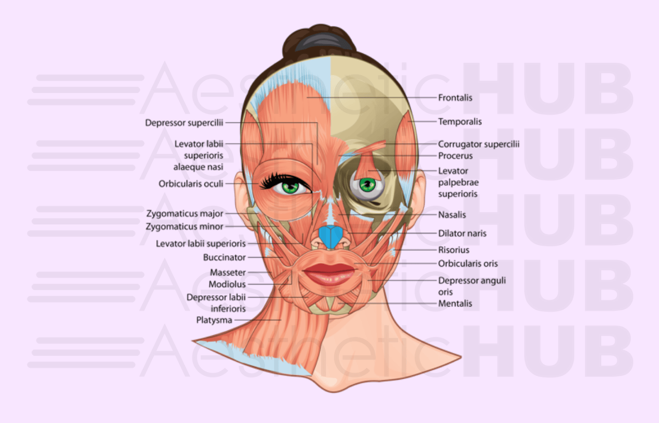 Why Facial Anatomy Matters for Aesthetic Practitioners
